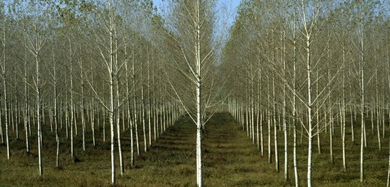 Pioppi, addio: Cr terza in Lombardia con 325 ettari, riduzione 79% ...