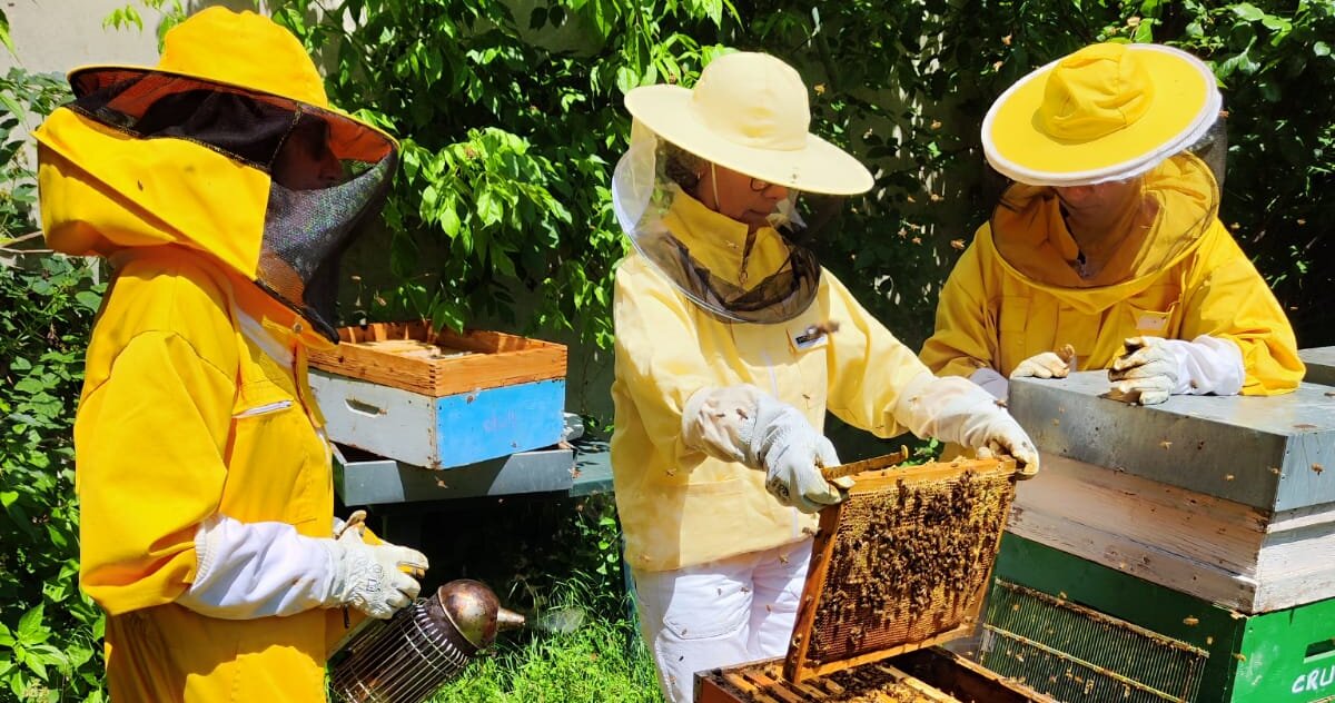 Il lavoro delle api "cremonesi" per conoscere la biodiversità urbana ...