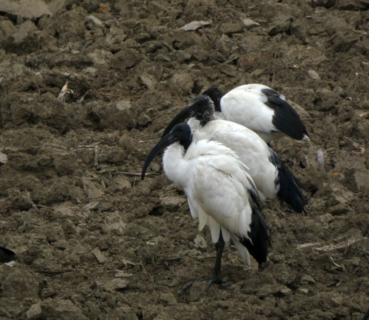 Ibis Sacro: popolazione in aumento nel cremonese e nel casalasco ...